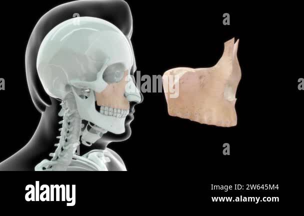 3d footage of bone human anatomy and maxilla Stock Video Footage - Alamy