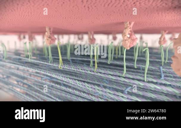 Cell surface membrane Stock Videos & Footage - HD and 4K Video Clips ...