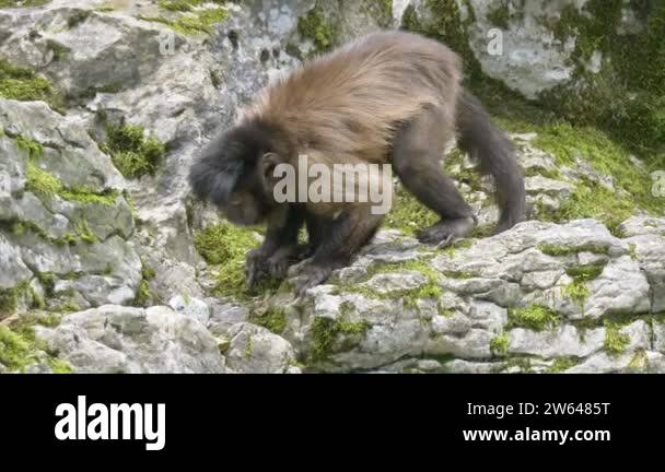 Monkey rocks Stock Videos & Footage - HD and 4K Video Clips - Alamy