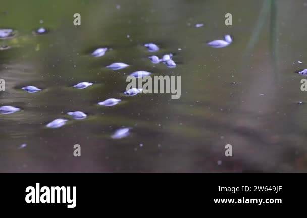 whirligig beetles, water beetles on the surface of the pond, Gyrinus ...