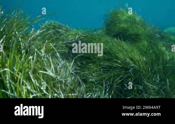 Dense thickets of green marine grass Posidonia, on blue water ...