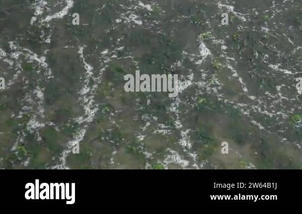 Close up view of sea snot, saliva or marine mucilage. An organic ...