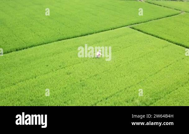 Pest in rice fields Stock Videos & Footage - HD and 4K Video Clips - Alamy