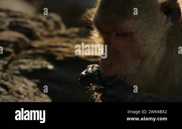Macaque (Macaca arctoides) uses a tool - breaking a shell by hitting it ...