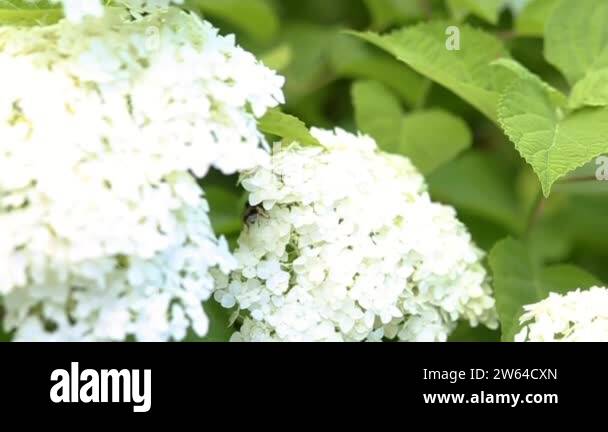 Dissolved inflorescence of white hydrangea. A bee is crawling on a ...