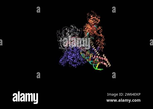 Structure Of Sars Cov 2 Mini Replication And Transcription Complex Animated 3d Cartoon And