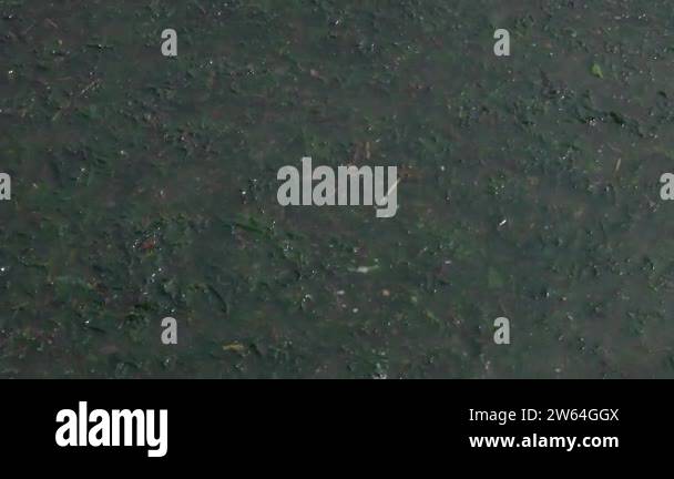 Close up view of sea snot, saliva or marine mucilage. An organic ...