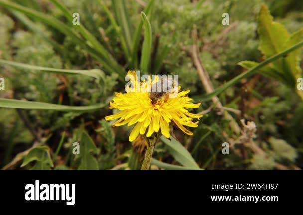 Armored insect Stock Videos & Footage - HD and 4K Video Clips - Alamy