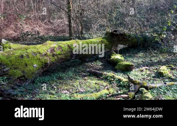 The remnant or remains of an old rotten tree lying on the ground in the ...