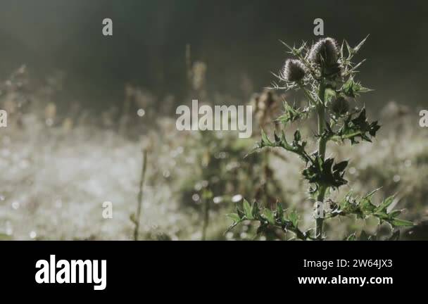 Thistle weed weeds thistles Stock Videos & Footage - HD and 4K Video ...