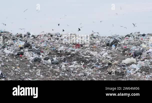 ecological catastrophe of mankind. kind of landfill. many birds are ...