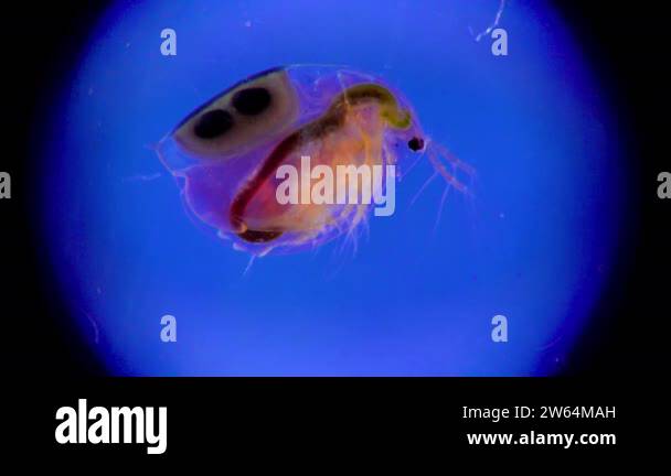 (Daphnia magna, Cladocera), small planktonic crustacean under the ...