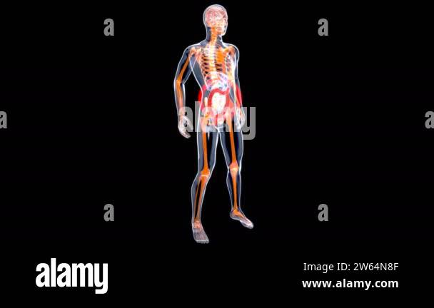 3D animation of Human Digestive System Large Intestine Anatomy Stock ...