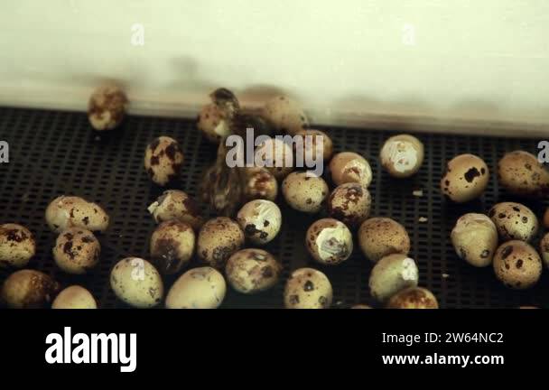 the hatching of quails from eggs. Chicks in the incubator. Breeding ...