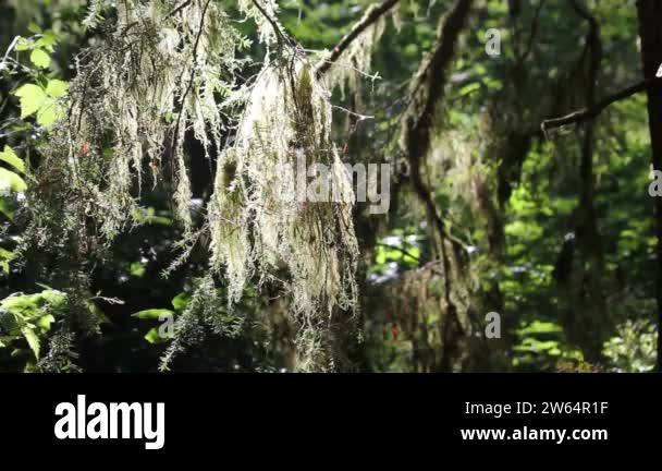 Green moss hanging from tree Stock Videos & Footage - HD and 4K Video ...