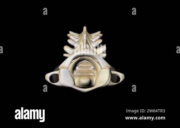 Spine cord Stock Videos & Footage - HD and 4K Video Clips - Alamy