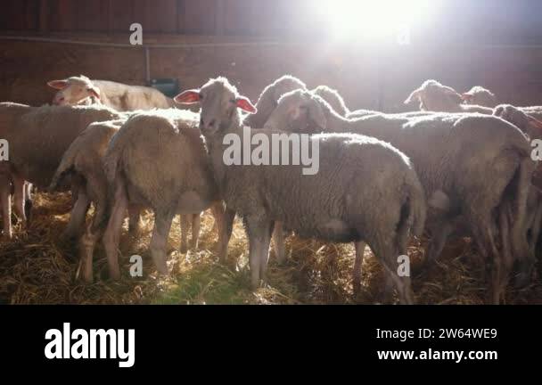 Farming breeding, food production. Lambs, sheep in stable. Ewe ...