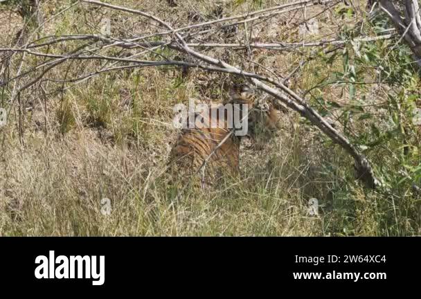 rear view of a bengal tiger in a forest at tadoba in india- 4K 60p ...
