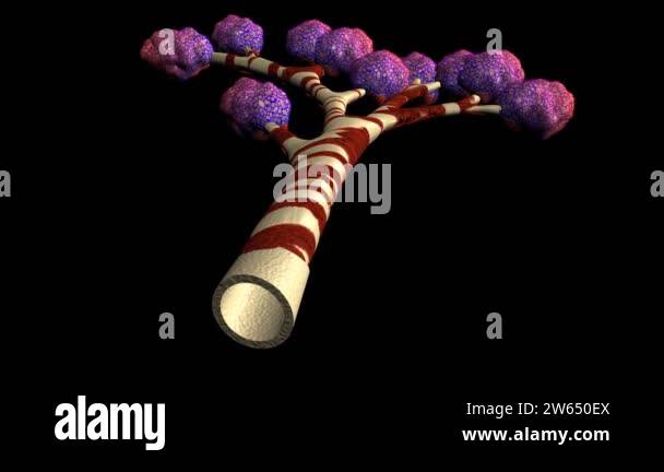 Human lungs with bronchi of mesh of model. Looping motion animated 3d ...