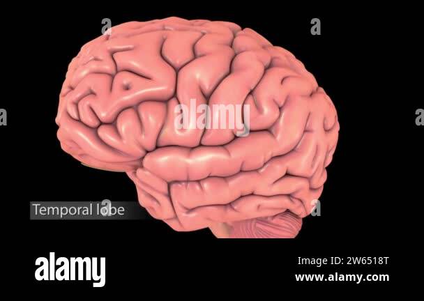Temporal parietal lobe scan Stock Videos & Footage - HD and 4K Video ...