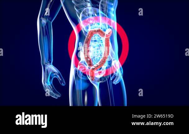 3D animation of Human Digestive System Large Intestine Anatomy Stock ...