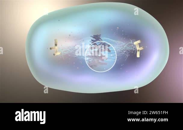 Cell division or cloning cells. Stem cells dividing under the ...