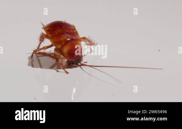 Close up cockroach isolated on white background.Cockroaches are dying ...