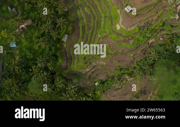 Ascending top down overhead birds eye aerial view of large green ...