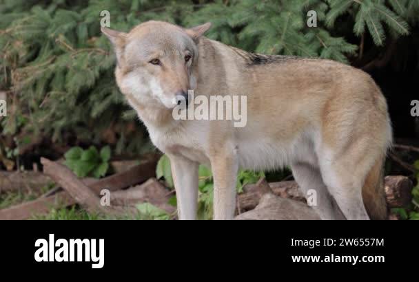 Wolf (Canis lupus), also known as the gray wolf is the largest extant ...
