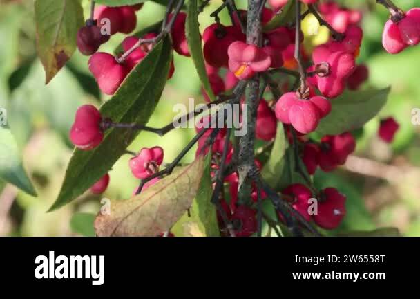 Ripe fruit spindle tree Stock Videos & Footage - HD and 4K Video Clips ...
