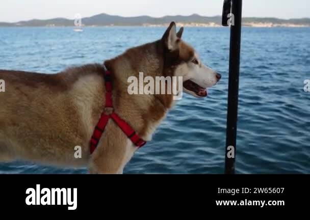 Freight dog Stock Videos & Footage - HD and 4K Video Clips - Alamy