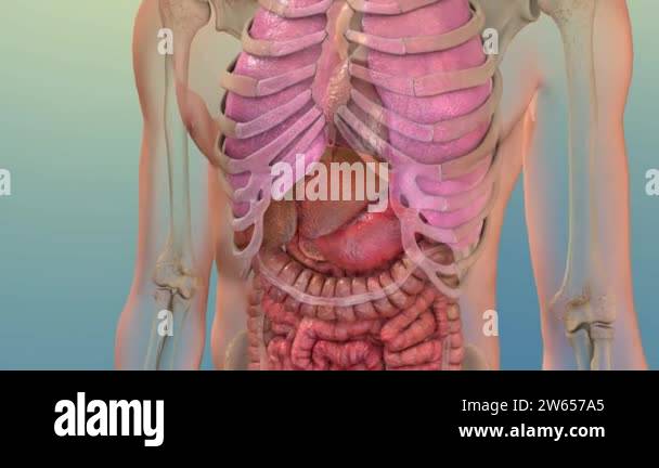 Human Internal Digestive Organ Liver Anatomy Animation Concept. 3D ...