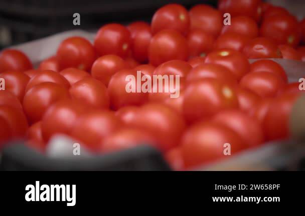Harvested tomatoes Stock Videos & Footage - HD and 4K Video Clips - Alamy