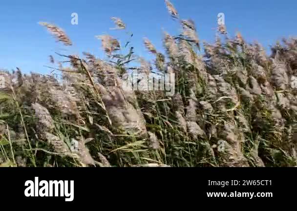 Dense panicles Stock Videos & Footage - HD and 4K Video Clips - Alamy