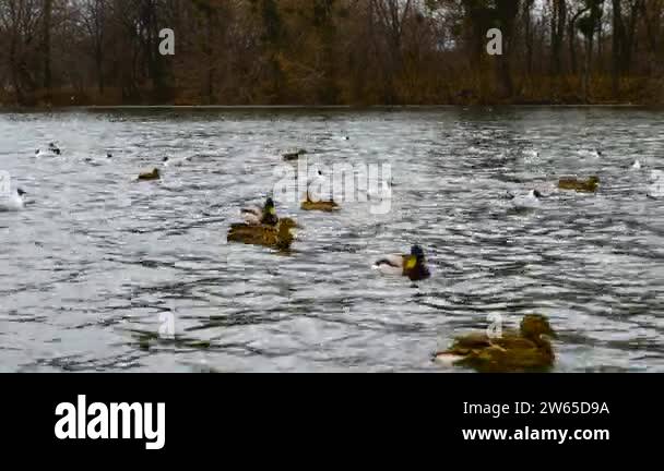 A flock of ducks with seagulls is swimming in the river. Ducks swing on ...