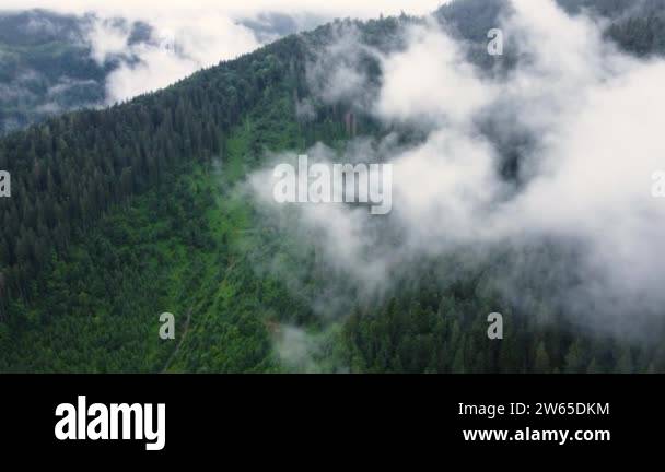 Coniferous wet Dense Forest from aerial 4k landscape birds eye view ...