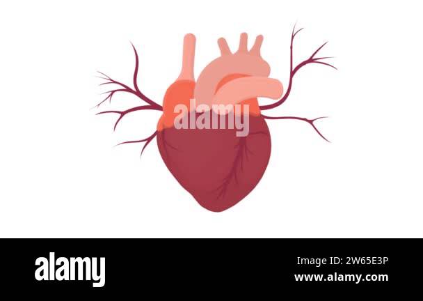 Human heart. Internal organs, animated cartoon Stock Video Footage - Alamy
