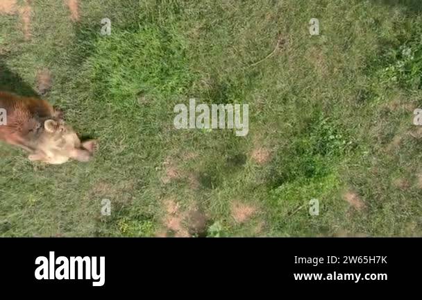 Wild animals in the steppe Stock Videos & Footage - HD and 4K Video ...