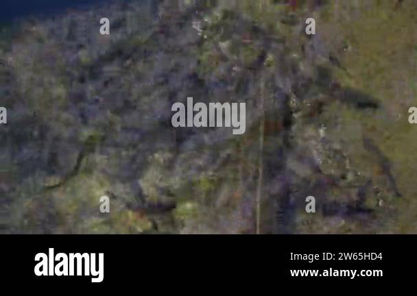 Radiation fish Stock Videos & Footage - HD and 4K Video Clips - Alamy