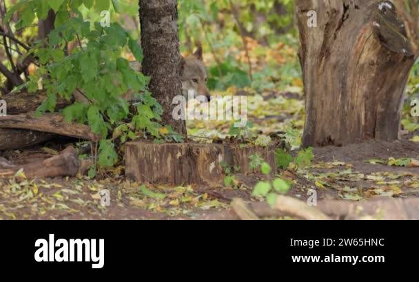Wolf (Canis lupus), also known as the gray wolf is the largest extant ...
