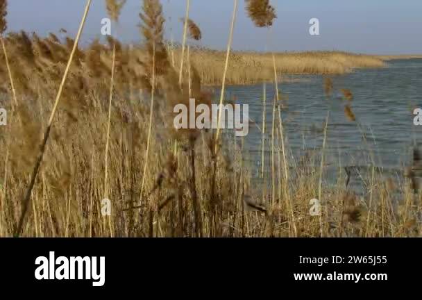 Herb lake Stock Videos & Footage - HD and 4K Video Clips - Alamy
