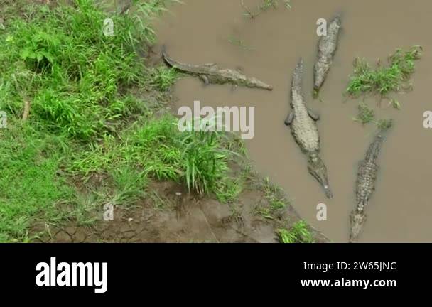 Crocodile infested beach Stock Videos & Footage - HD and 4K Video Clips ...