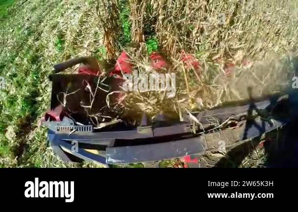 Combine Harvester Cutting Dried Corn Plants in a Cornfield. In slow ...
