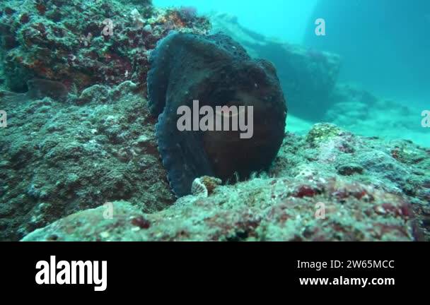 A giant octopus looks unfriendly at the driver. Underwater world of the ...