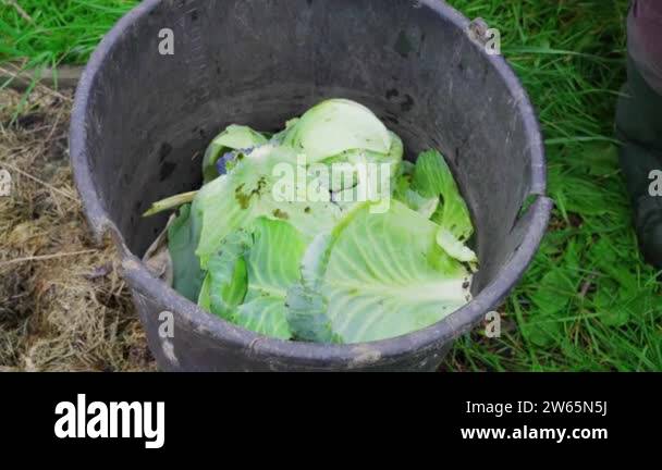 Cabbage bucket Stock Videos & Footage - HD and 4K Video Clips - Alamy