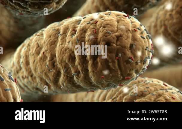 Bacteria Under The Microscope. An animated clip of a large colony Stock ...