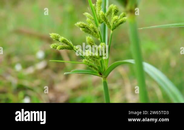 Cyperus rotundus (coco-grass, Java grass, nut grass, purple nut sedge ...