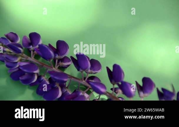 Lupin border Stock Videos & Footage - HD and 4K Video Clips - Alamy
