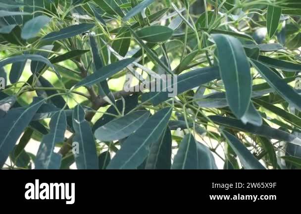 Tabebuia caraiba (Tabebuia aurea, Caribbean trumpet, silver trumpet ...