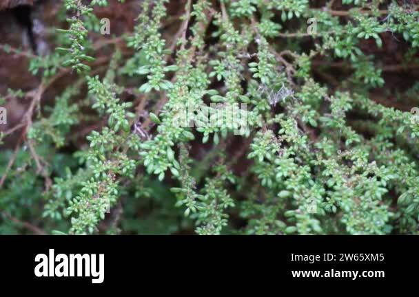 Pilea microphylla (Also called rockweed, artillery plant, gun powder ...